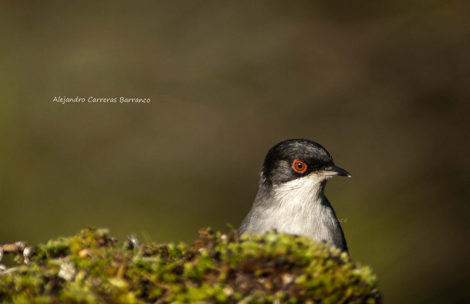 Aprendiendo a fotografiar la naturaleza: enero 2012