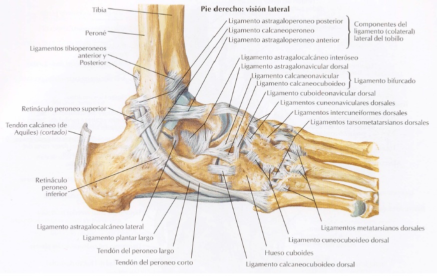 Artrología Miembro Inferior - Kinesiología para Estudiantes