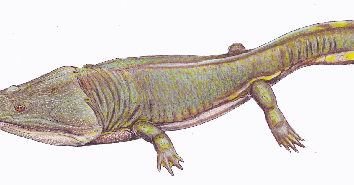 Variety of Life: Trematosauria