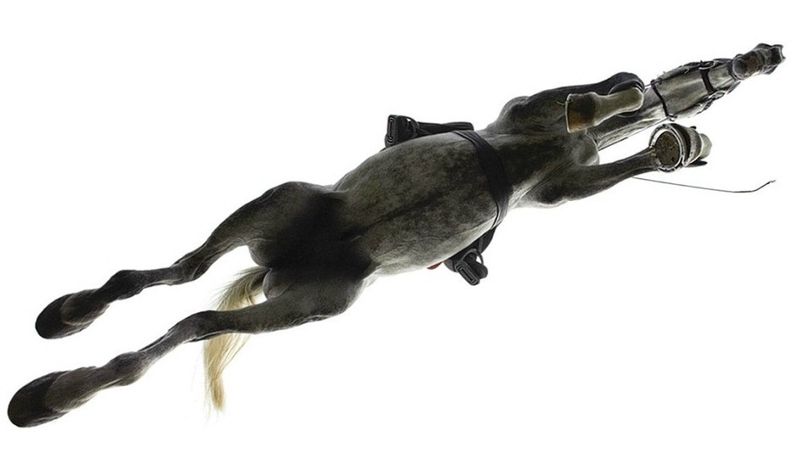 Beautiful World : Series of "Equus" Photos