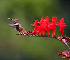 Monocot and Dicot Pollen