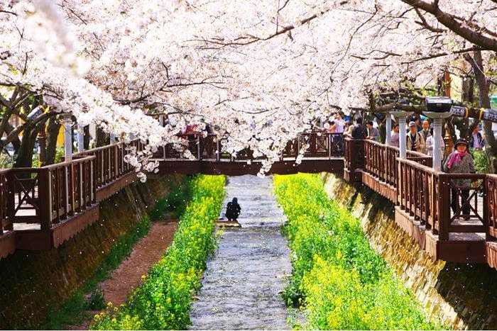 Ciao Korea: {Turismo} Uno splendido tour in primavera al Jinhae ...