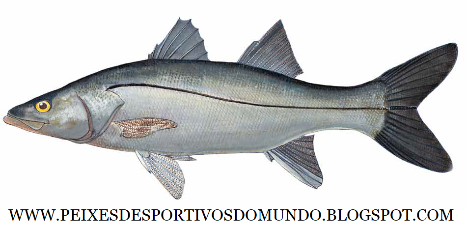 PEIXES DESPORTIVOS DO MUNDO: O SNOOK - Centropomus nigrescens (Günther ...