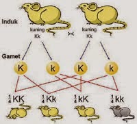 Materi Belajar : Gen Letal Dominan dan Resesif