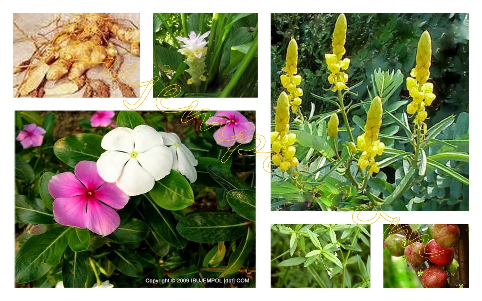 Daftar Tanaman Herbal | Koleksi Herbal