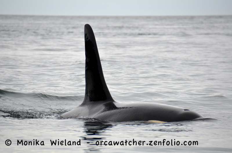 Orca Watcher: 6/8/13 ~ A Close J-Pod Encounter