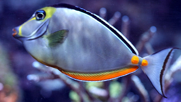 Tang | Animal Wildlife