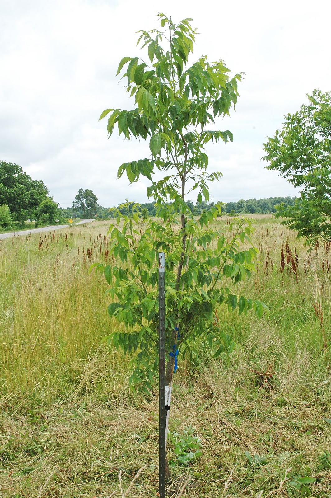 Northern Pecans: Shaping a young tree with summer pruning