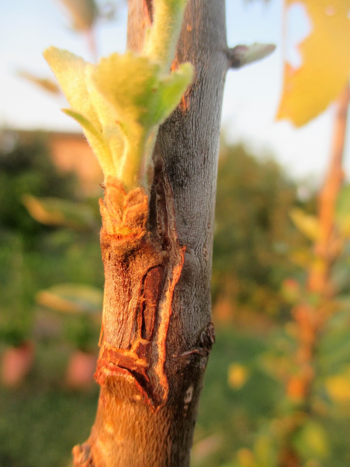 Fruits Seeker: Innesto a gemma sul melo