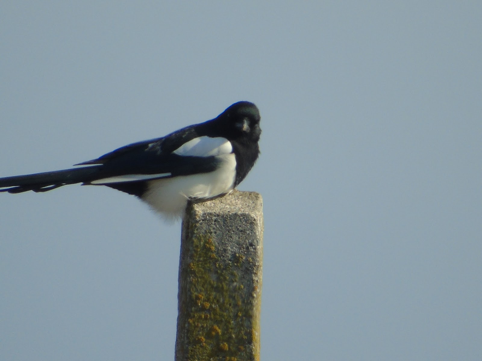 PASARI DIN ROMANIA: COTOFANA, Pica pica