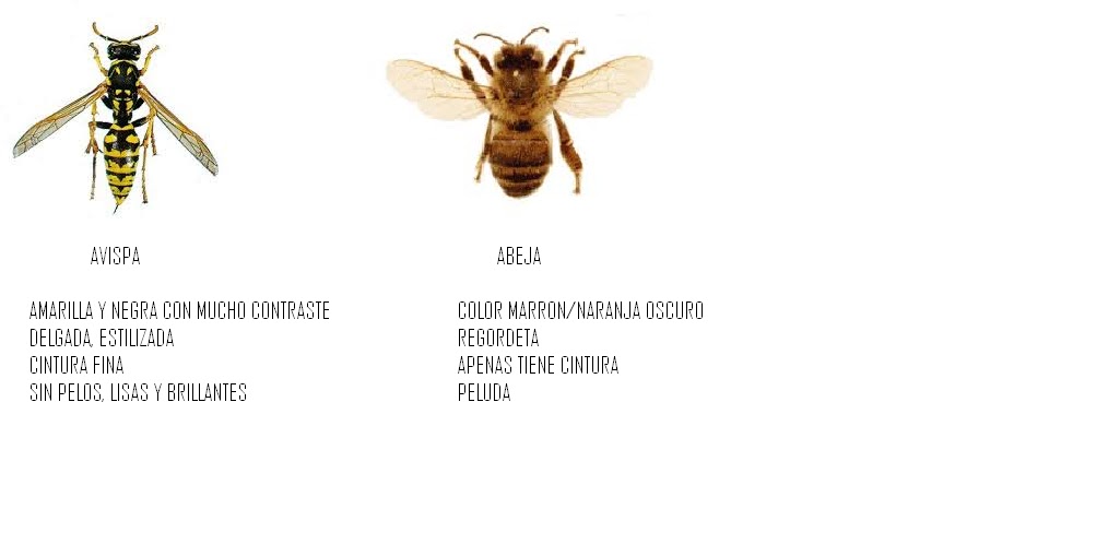 DIFERENCIAS ENTRE AVISPAS Y ABEJAS Y TRATAMIENTO DE SUS PICADURAS