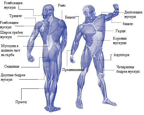 Apolon's tips: Що е бодибилдинг и има ли почва у нас?