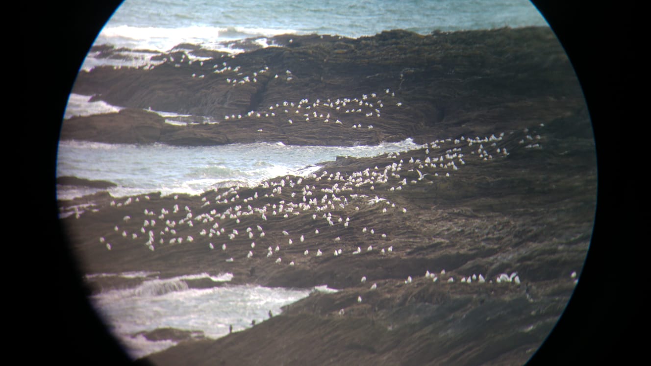 West Cornwall Ringing Group: Cornwall's first colour-ringed Caspian Gull