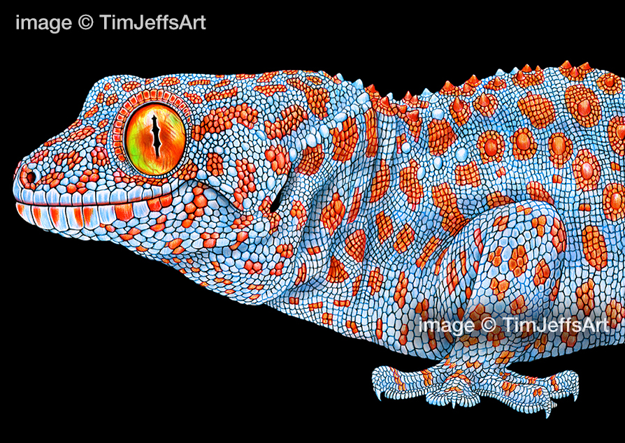 Tim Jeffs Art: Color Drawings