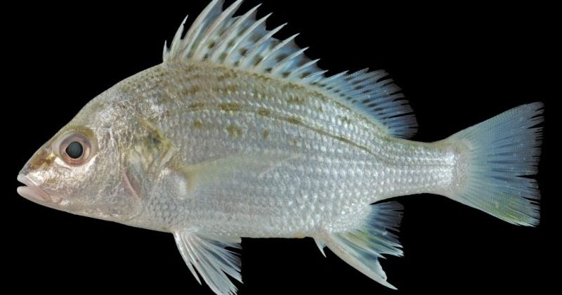 Ikan Gerut Sedap Masak Apa - Brett-has-Pace