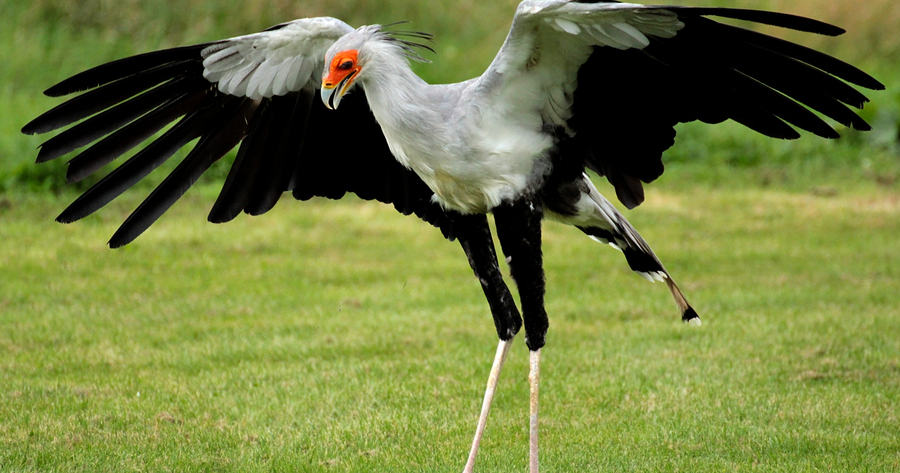 World Beautiful Birds : Secretary Bird Facts | Information & Lates Pictures
