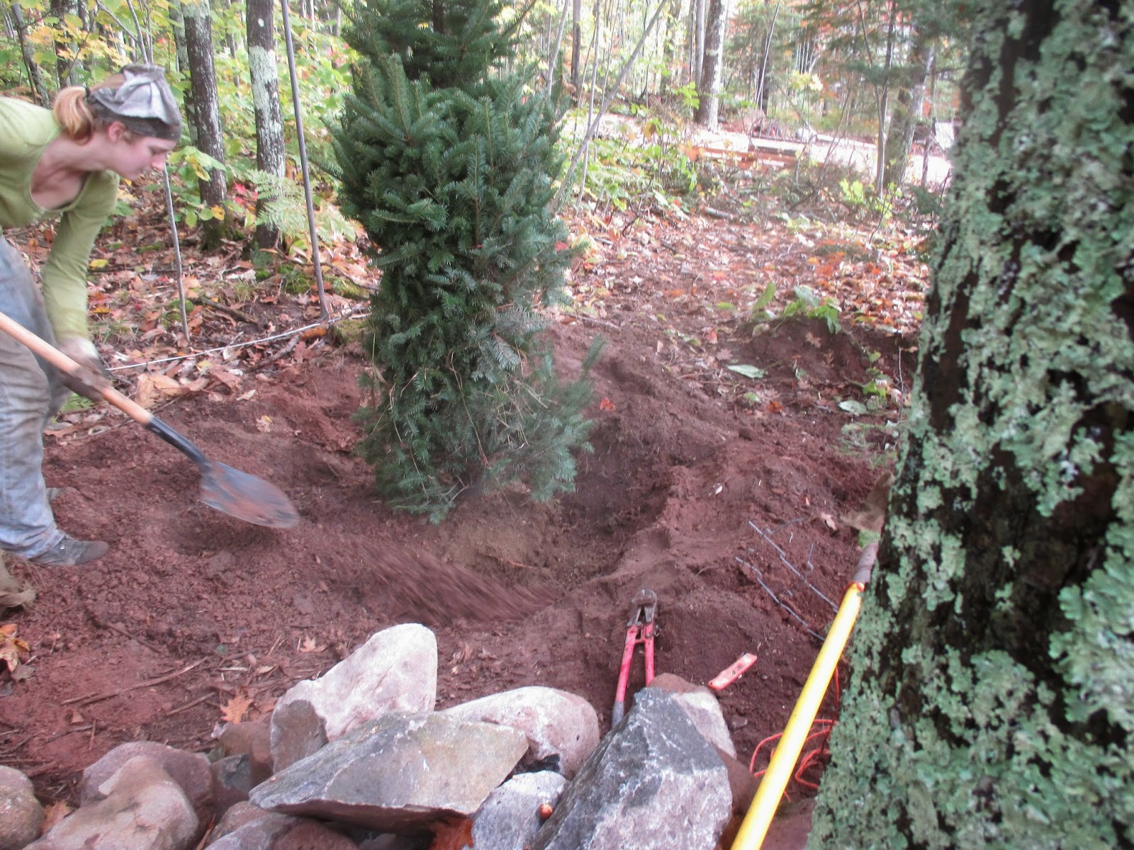 Art's Bayfield Almanac: HOW TO PLANT A LARGE BALLED AND BURLAPPED TREE