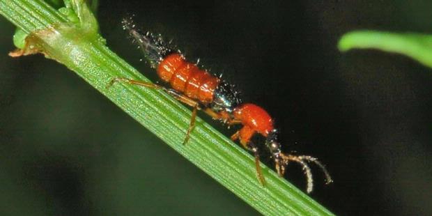 Fenomena Bahaya Tomcat atau Kumbang Paederus - Berita Aneh dan Unik Terbaru