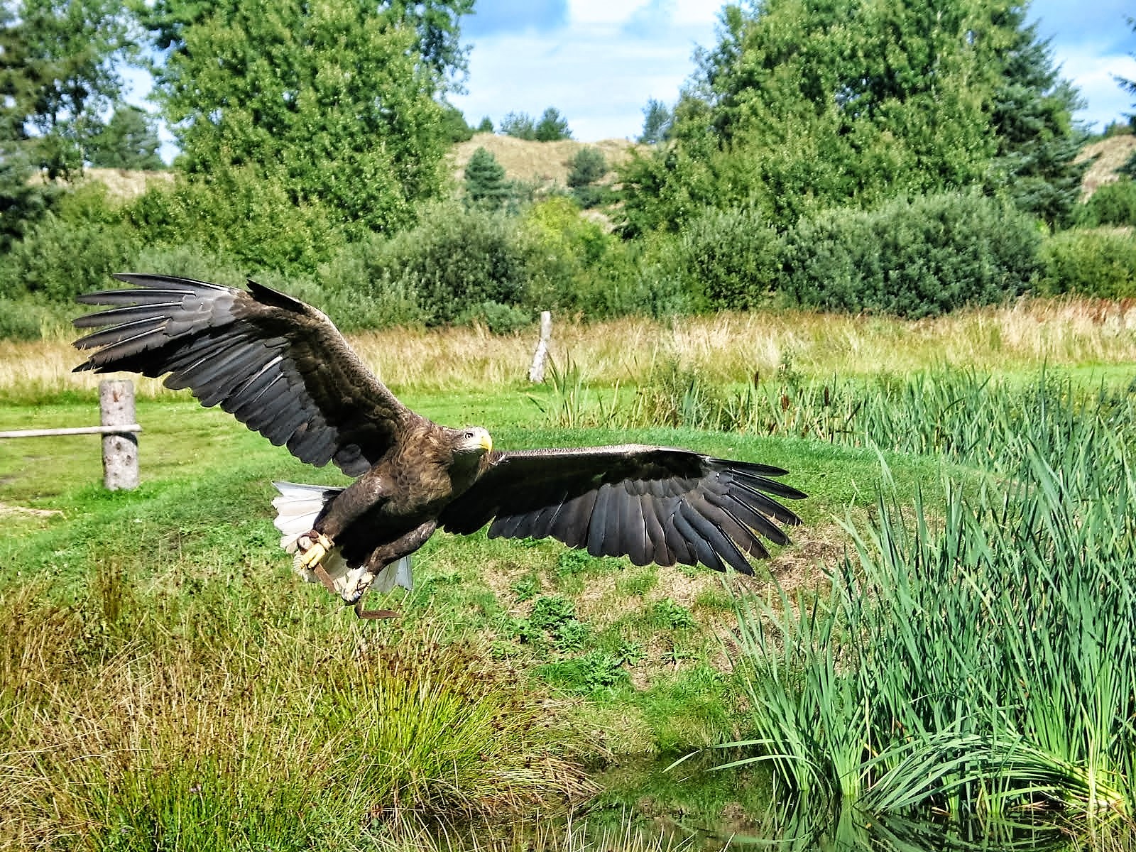 Fieggentrio: De comeback van beesten. De Zeearend.