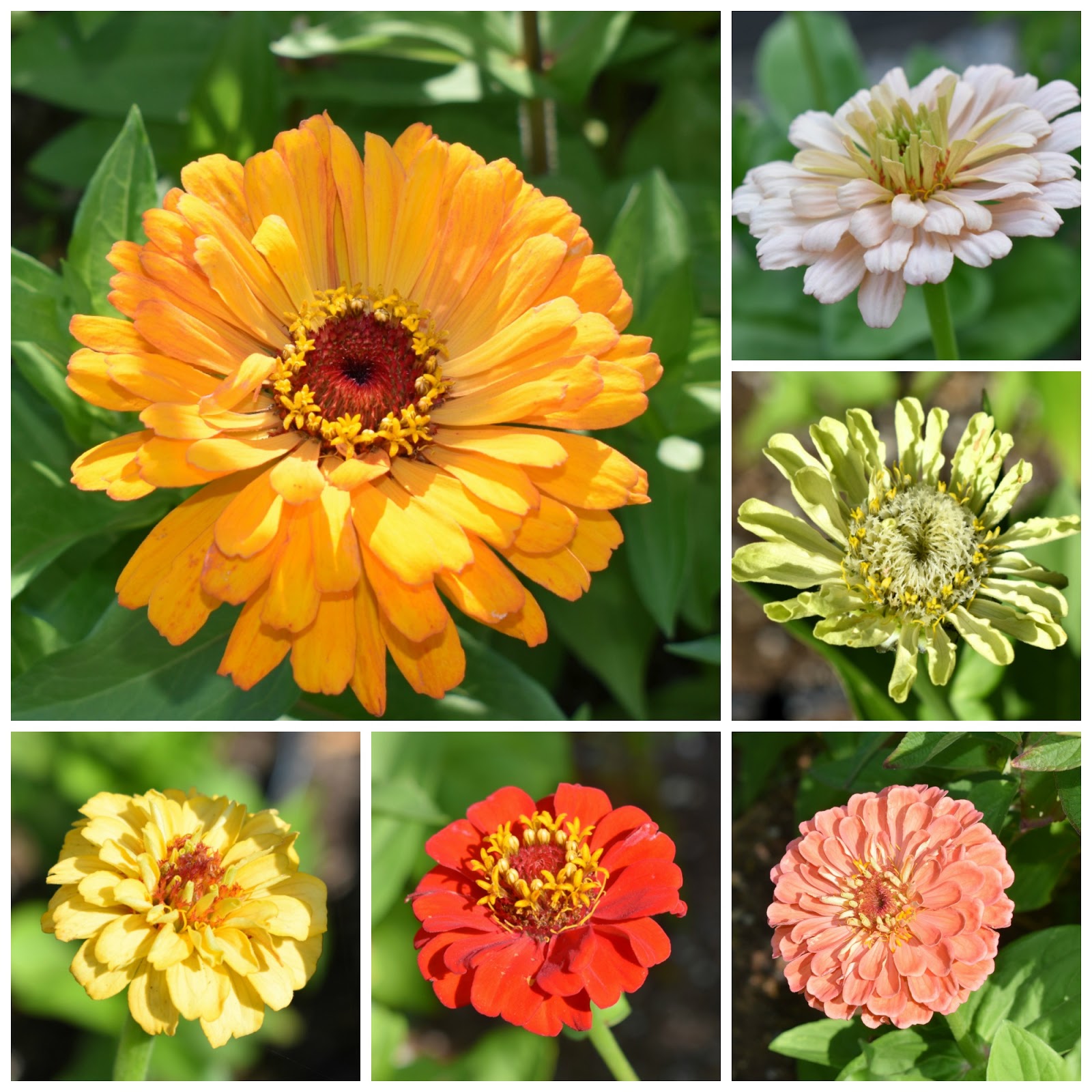 Late to the Garden Party: Bloom Day - July 2017