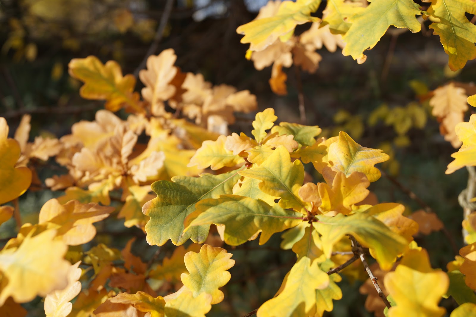 Dědečkova zahrada: Až opadá listí z dubu