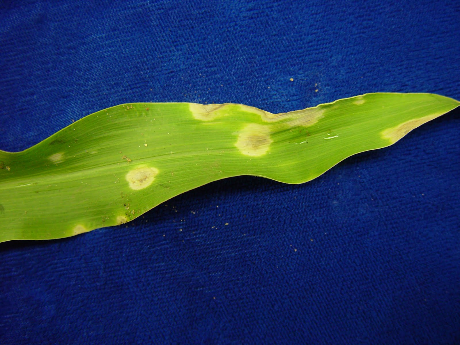 University of Illinois Plant Clinic: Everyone is Talking about Corn ...