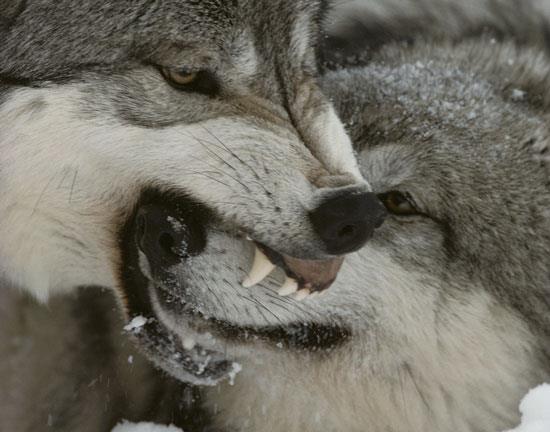 White Wolf : Michigan Indian Tribal Leaders speak out against Michigan ...