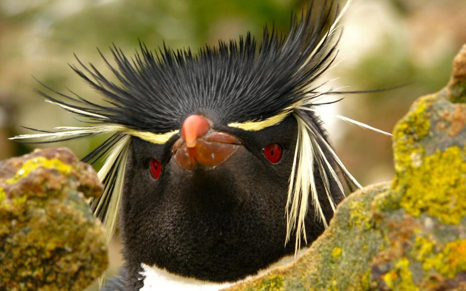 Argentina nativa: Pingüino penacho amarillo (Eudyptes chrysocome)