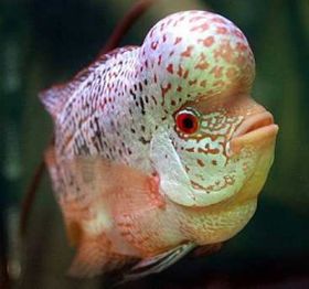 Flowerhorn The Hybrid Cichlids: Tips Pemeliharaan Luo Han