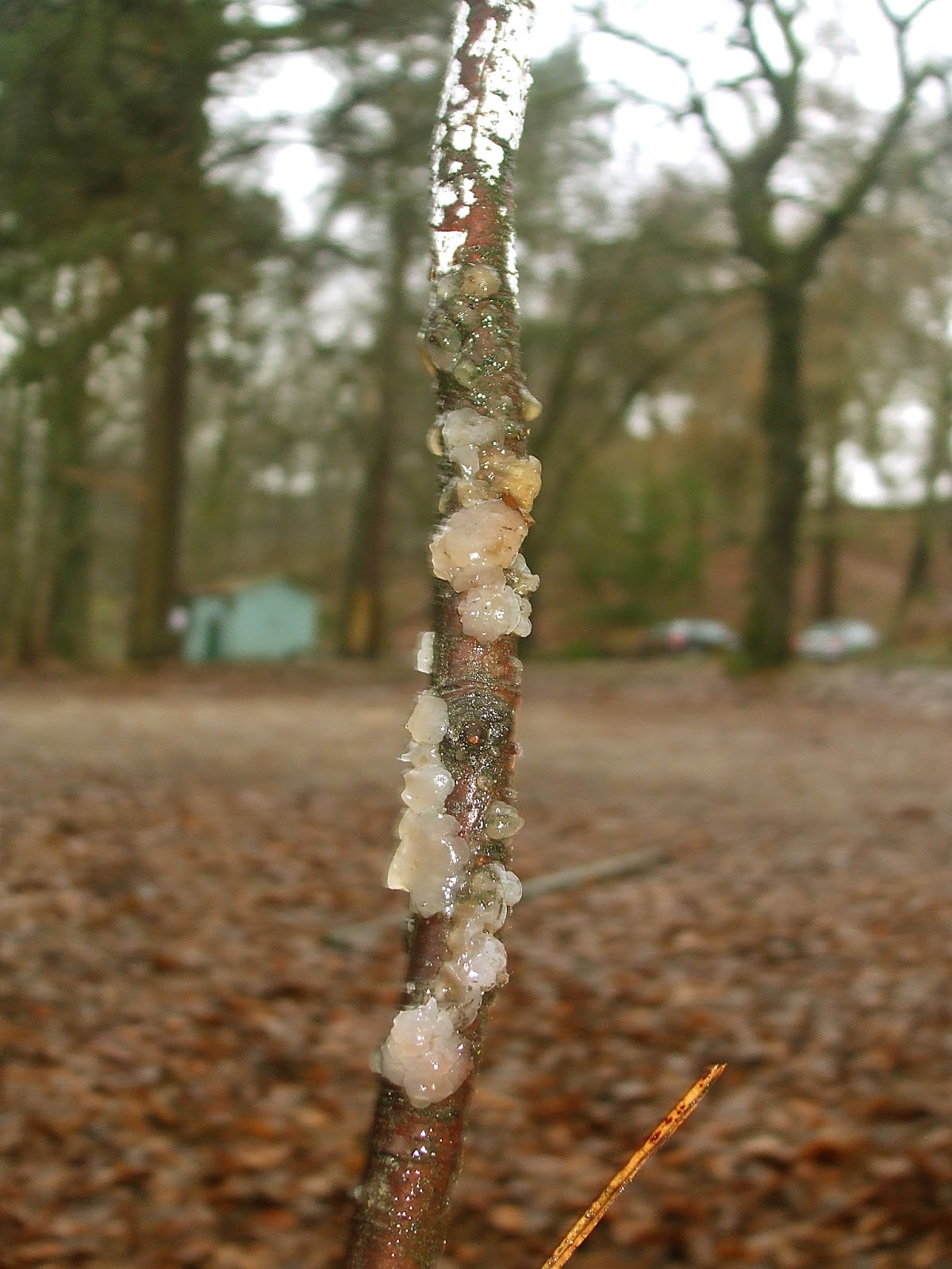 Calderdale Fungi - Halifax Scientific Society - Mycology Section: March ...