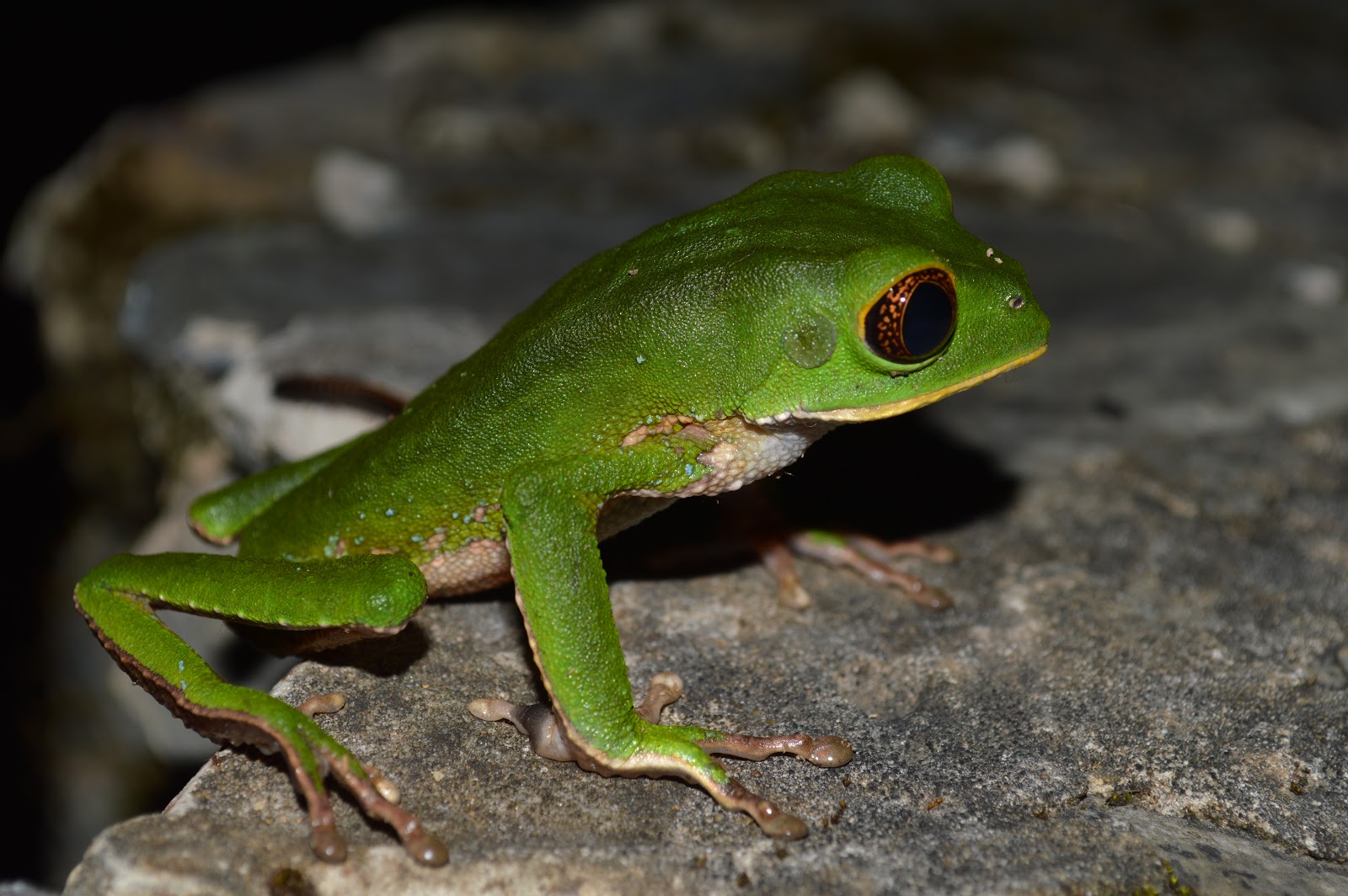 The Herpetology of Trinidad and Tobago: Tracking Trinidad's Treefrogs