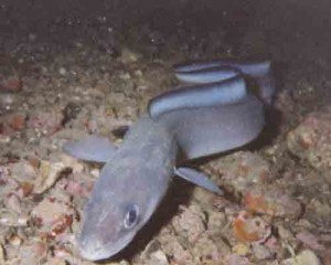 MUNDO ANIMAL: EL CONGRIO