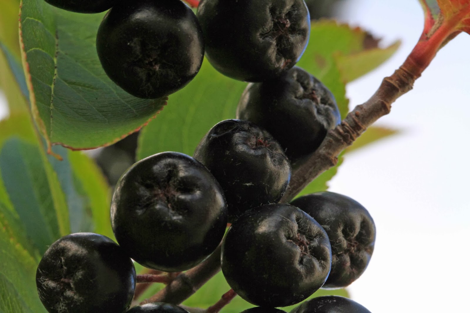 Aroniabær 2013. Svartsurbær. Det lages saft og gele med kunstnerhaugens ...