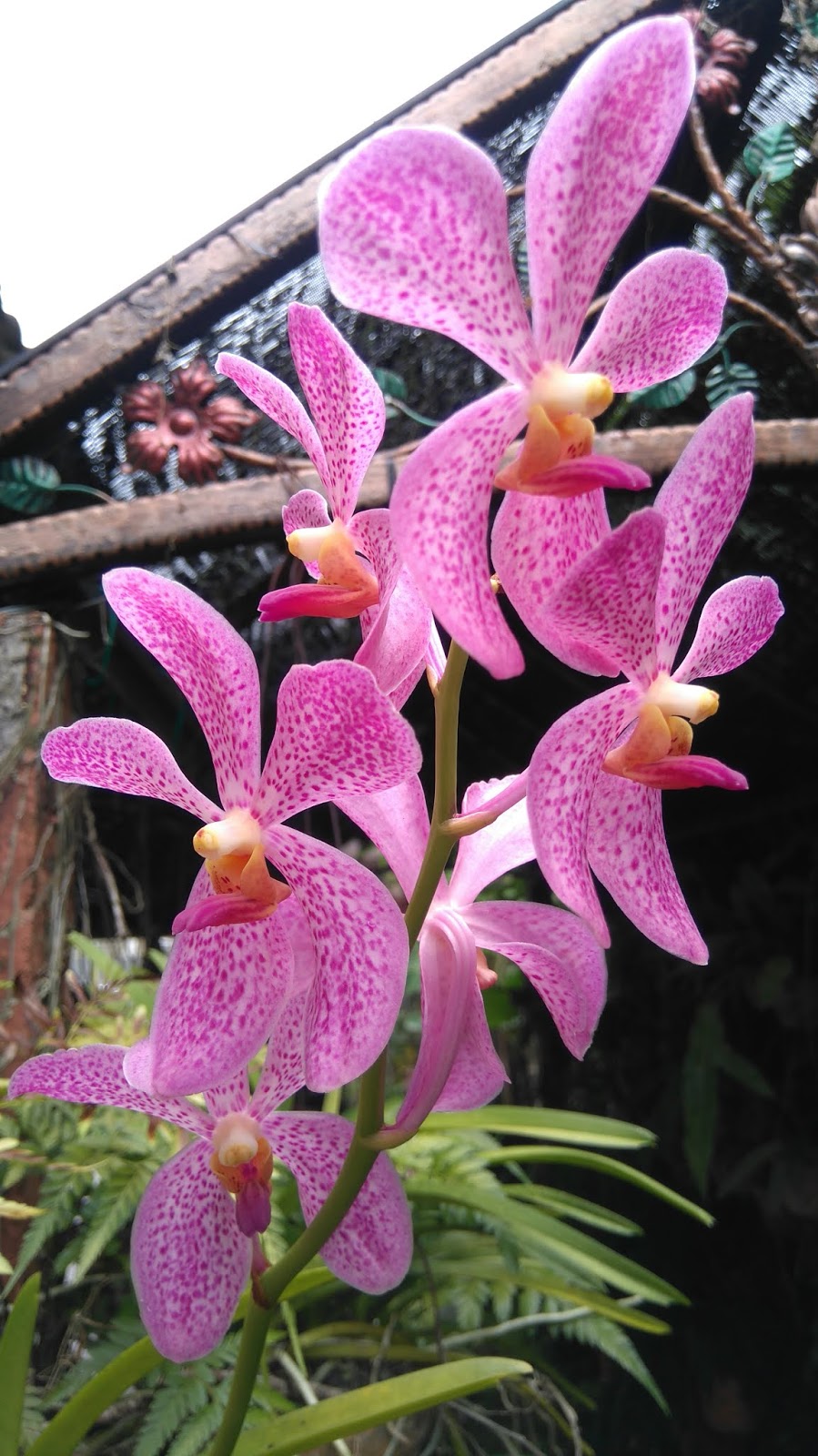 Seri Orkid: Tiga Jenis Orkid Seri Laman