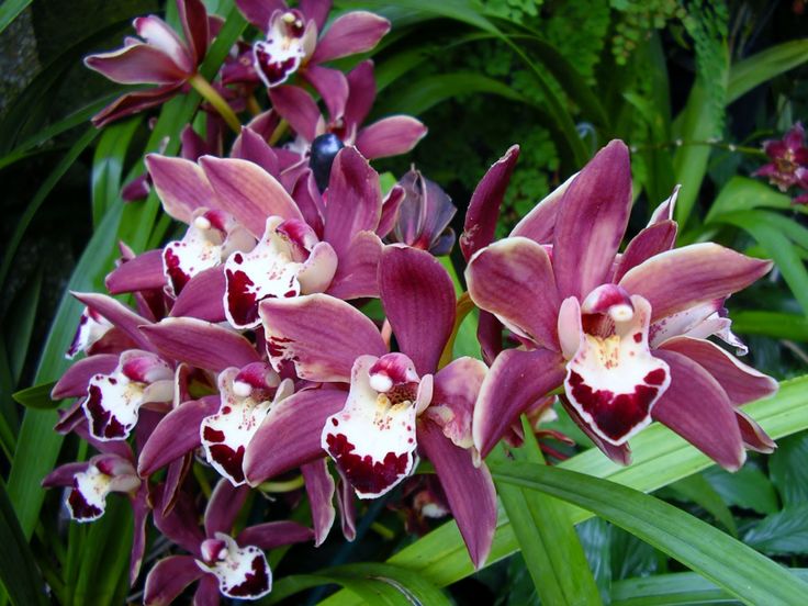 Bunga Orkid: Orkid Cymbidium