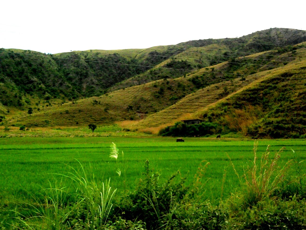 GREEN LANDS OF MANGYANS IN MINDORO