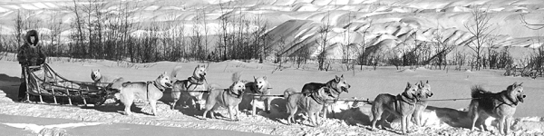 Famous Dogs in History: Sled Dog Heroes: The 1925 Serum Run