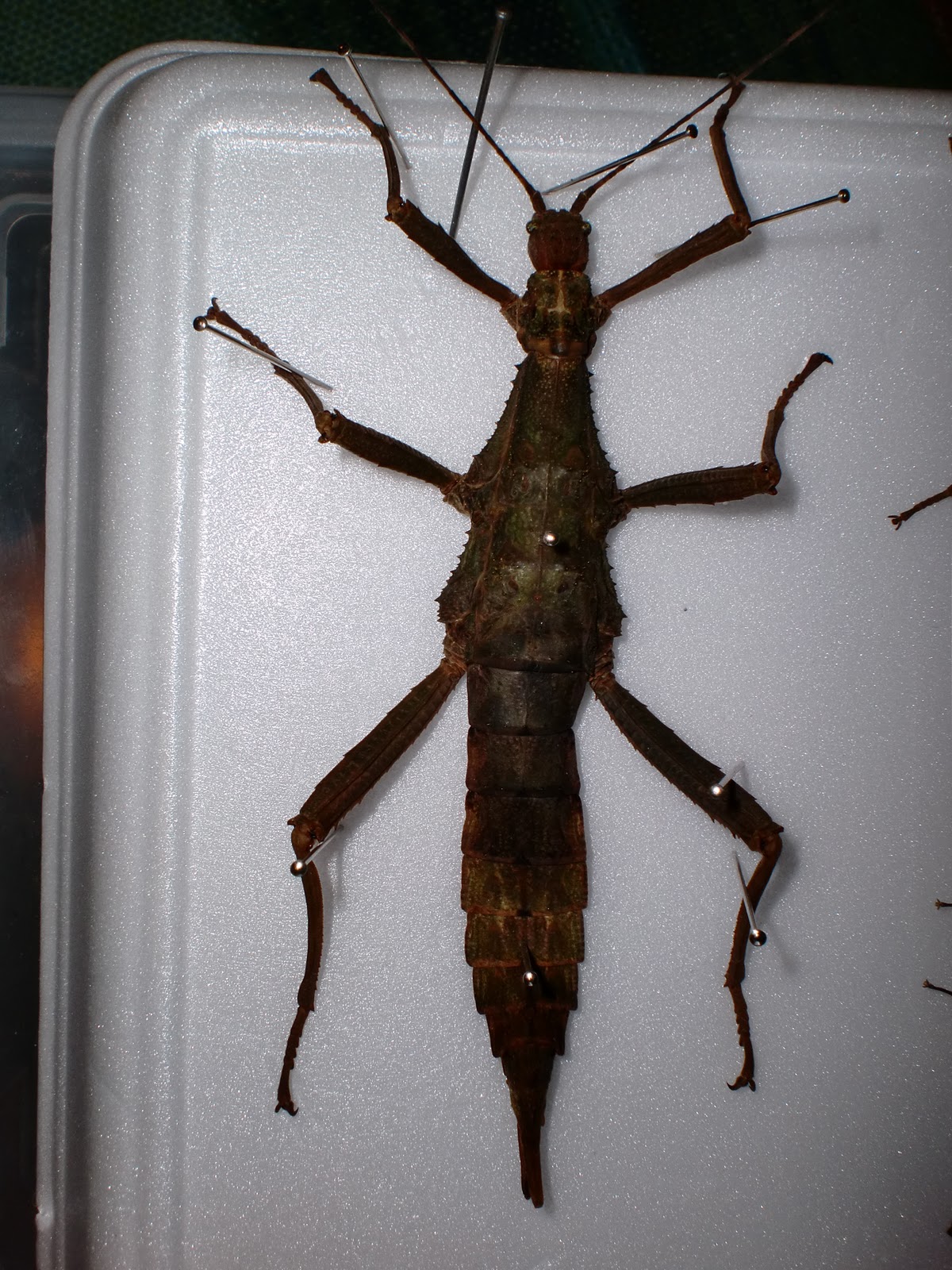 INSECT PLANET: Insetti per SCATOLE ENTOMOLOGICHE