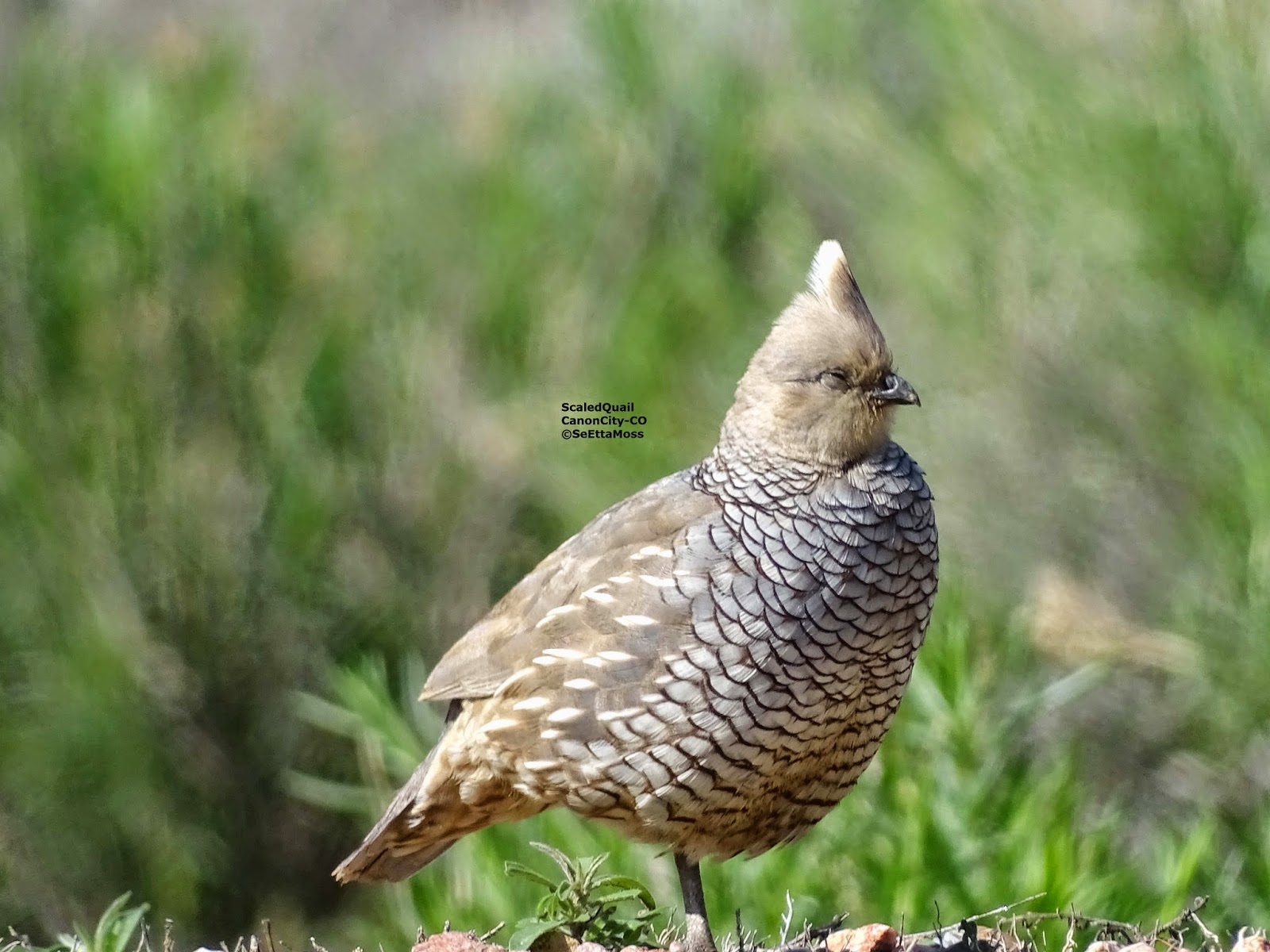 Scaled Quail family-video clip and pics