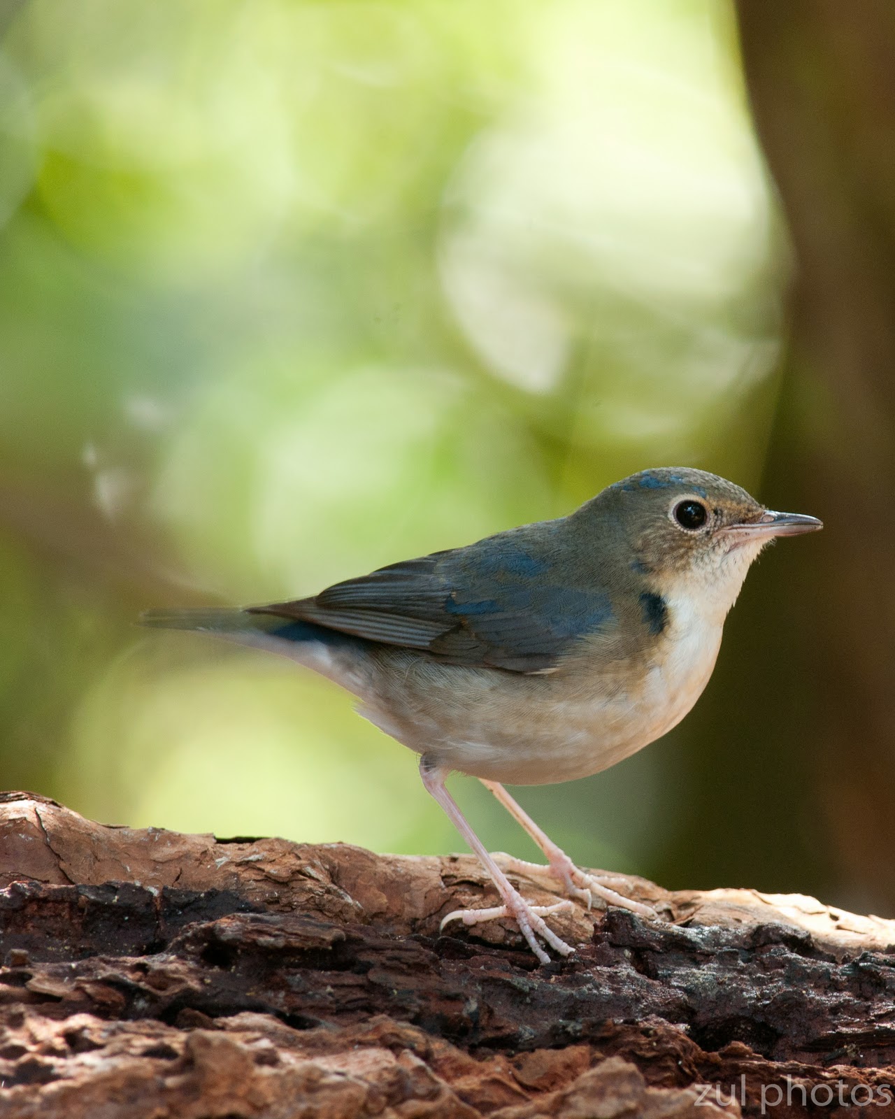 Zul Ya - Birds of Peninsular Malaysia: Siberian Blue Robin