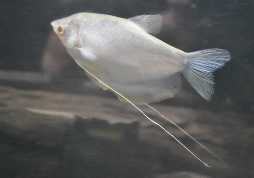 ZOOTOGRAFIANDO (6.100 ANIMALS): GOURAMI MEDIALUNA / MOONLIGHT GOURAMI ...