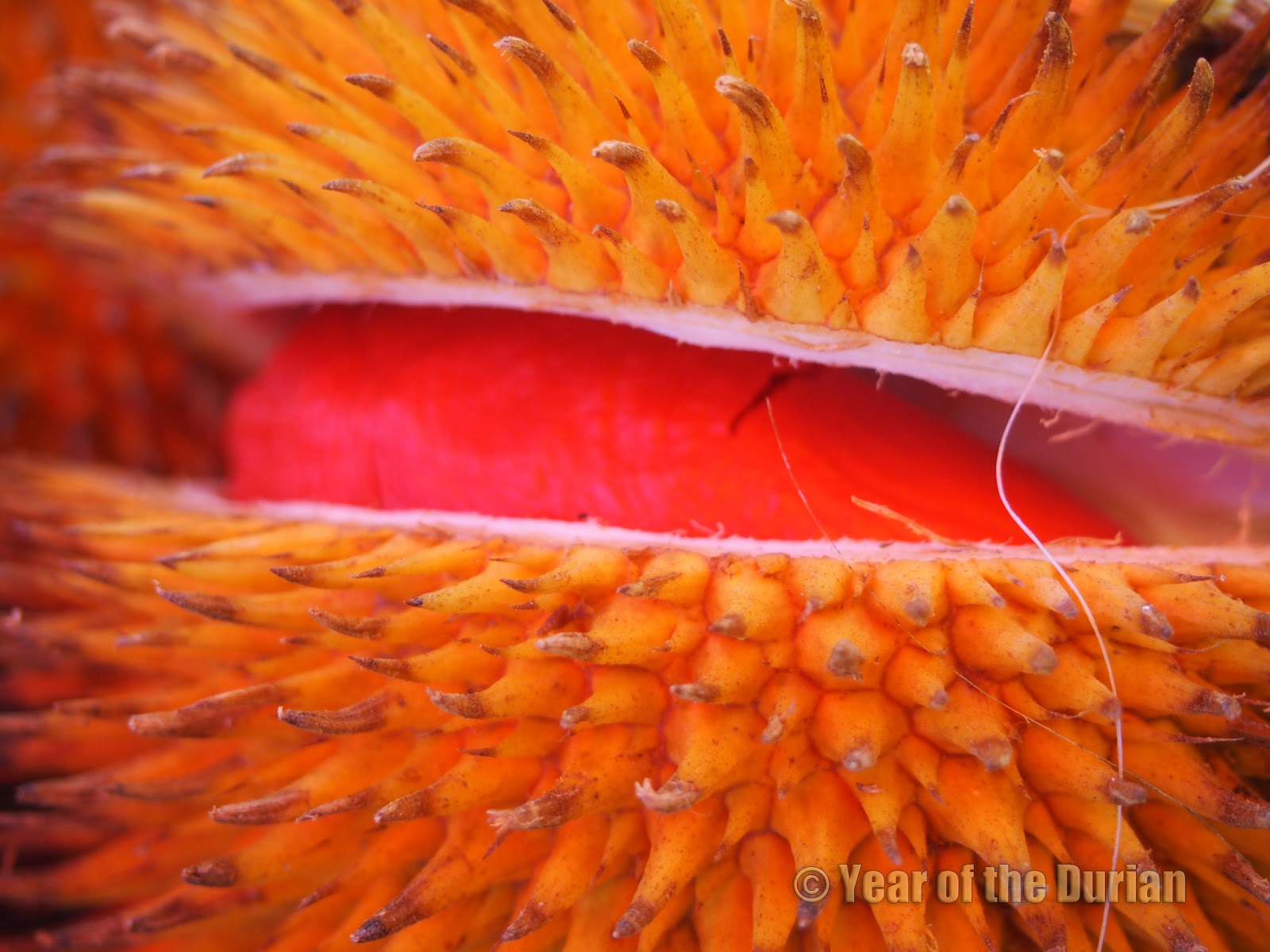 A Complete List of Durian Species