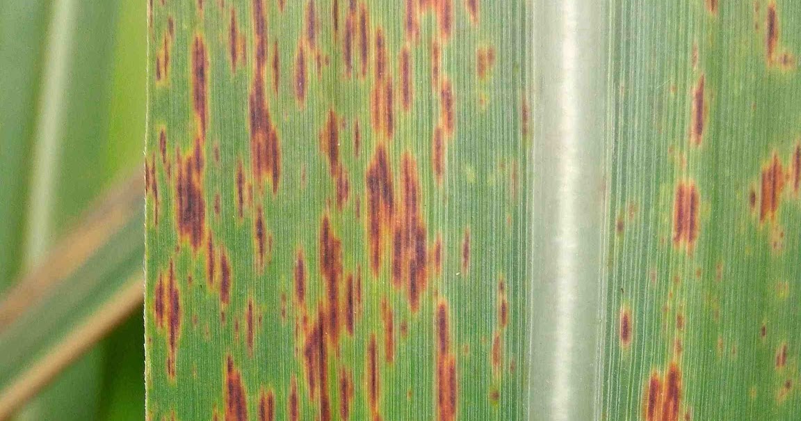 植物診所: 褐銹病(Common rust)