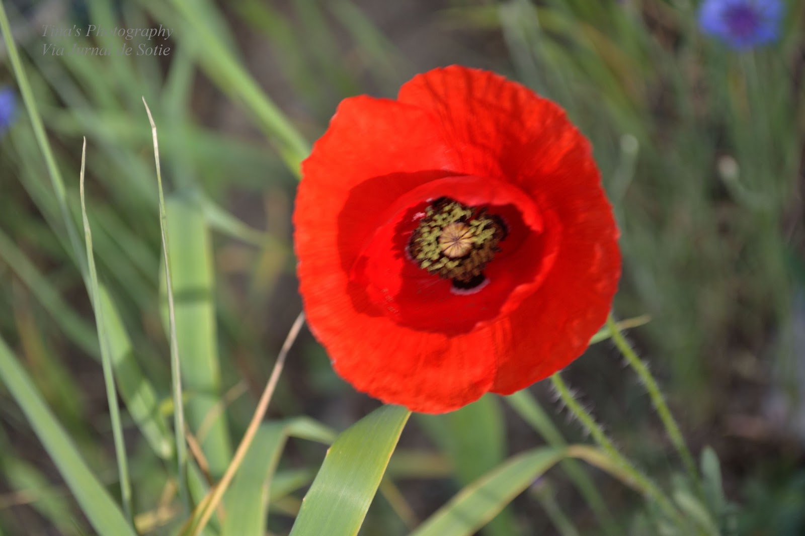 Jurnal de Sotie: Flori de mai