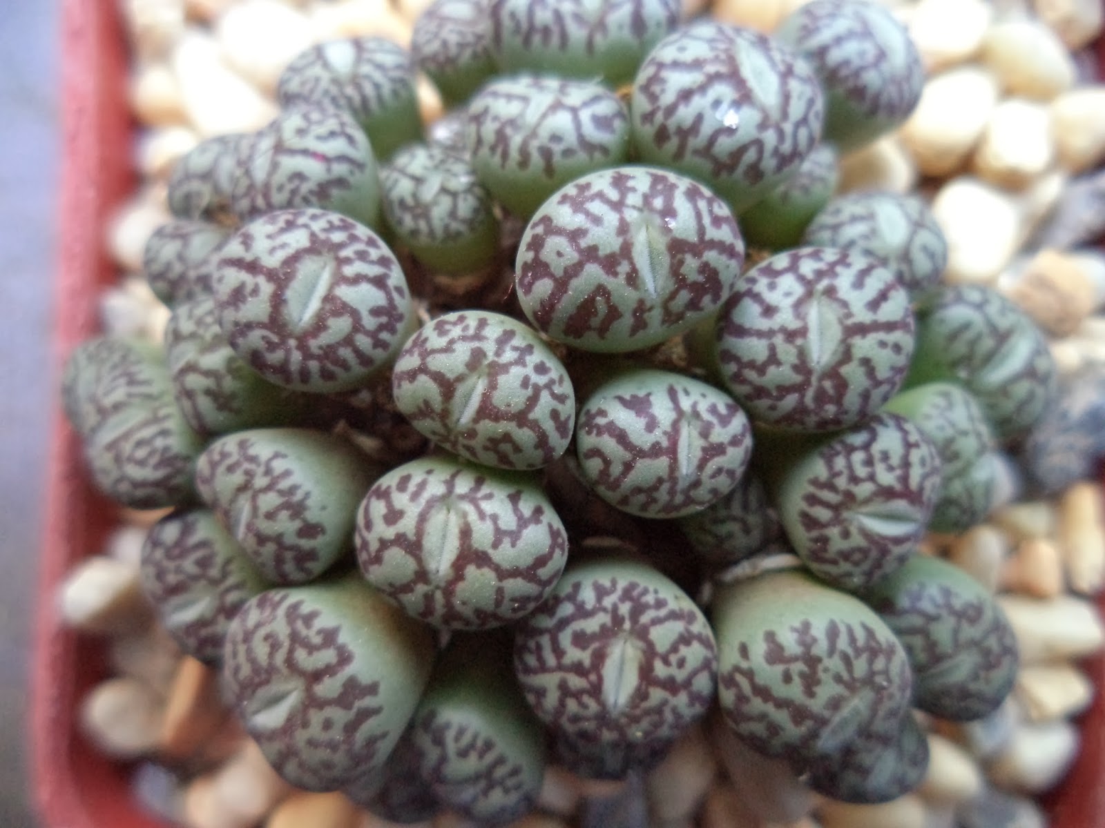 Succulent Sundae: CONOPHYTUM MINIMUM WITTEBERGENSE RR714