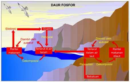 Tahapan Proses Siklus Fosfor | simpleNEWS05