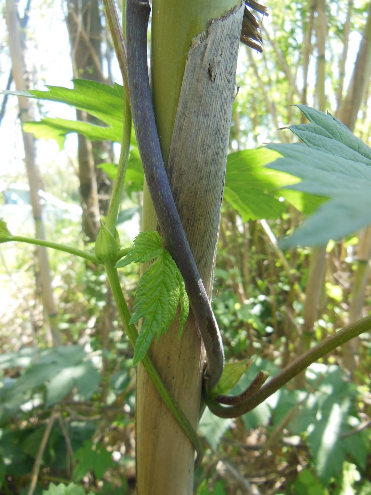 Erbe dei Campi: Bruscandoli, Luppolo, Luvertin, Laurtiss (Famiglia ...
