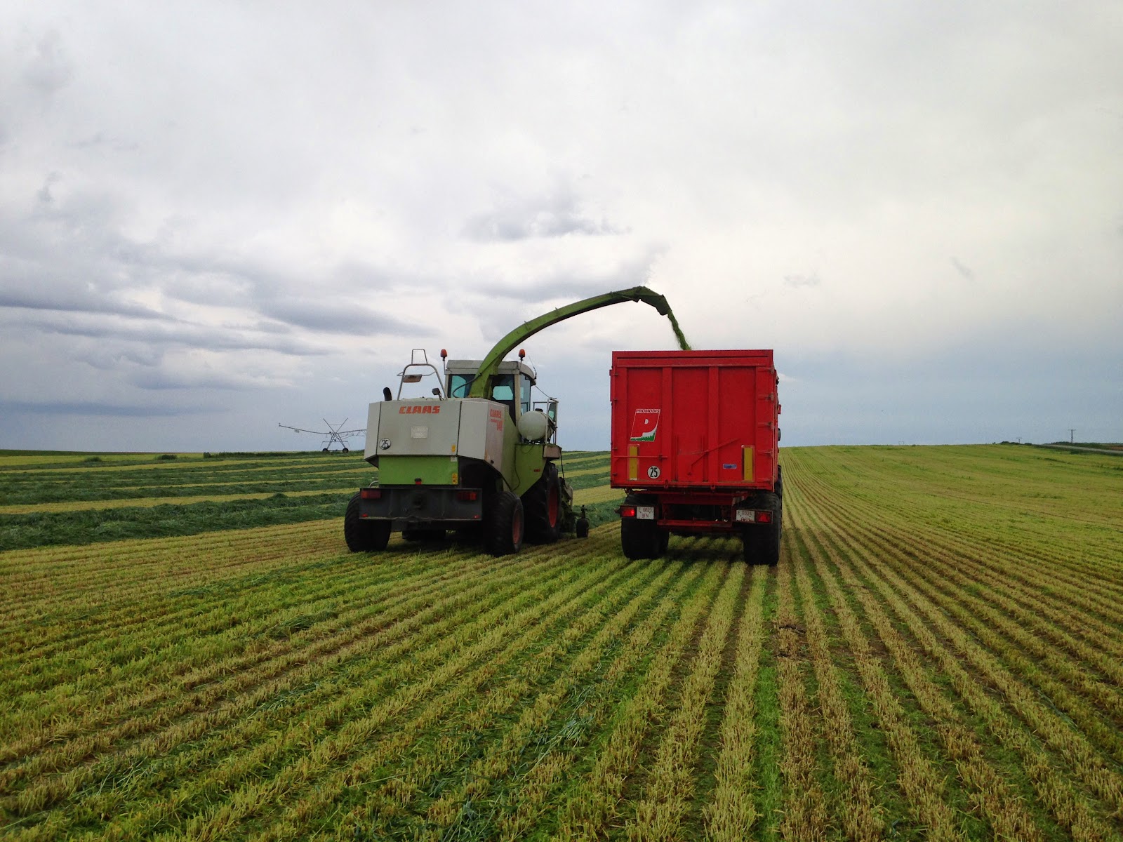 Feed for next months. Ensiling rye and vetch