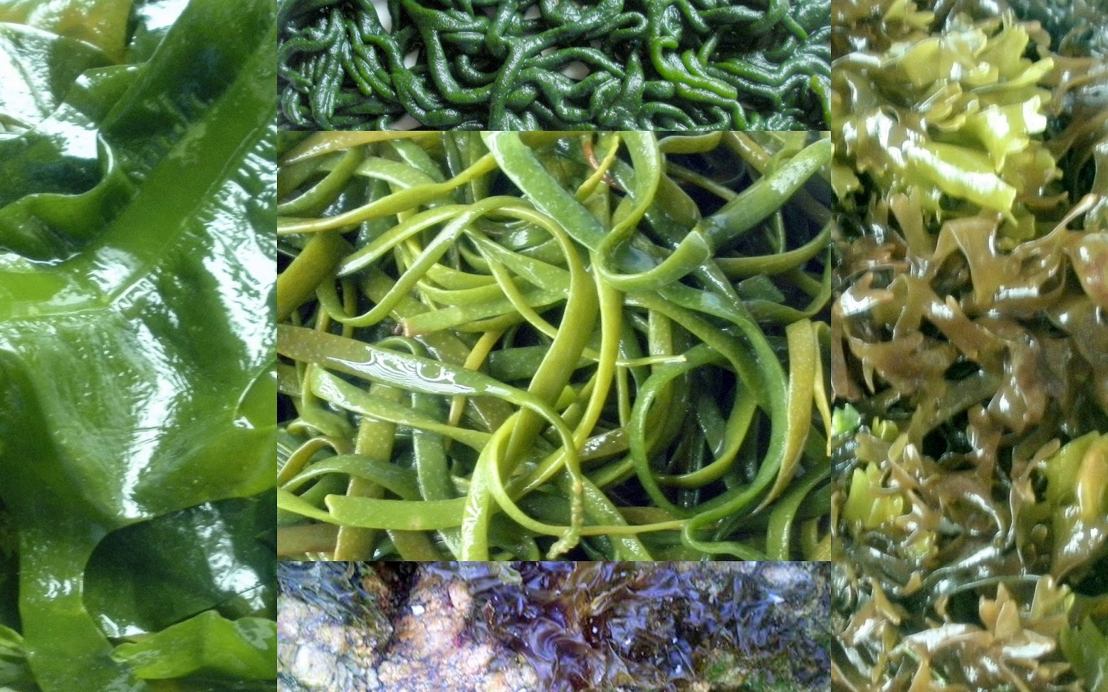 Aquí se cocina: Algas