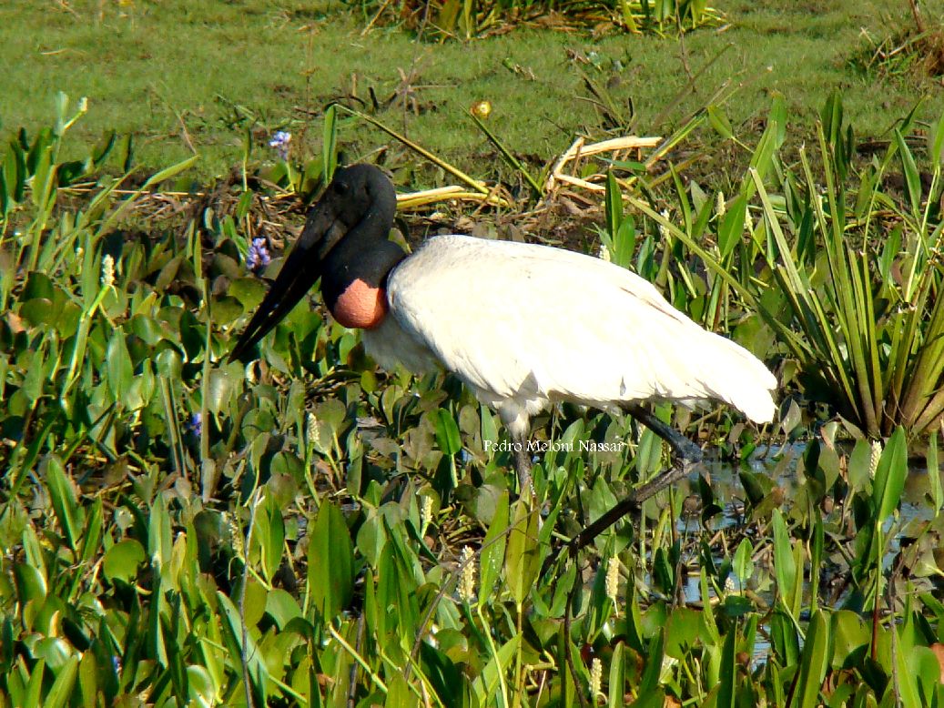 Fauna Brasileira: tuiuiú - mais fotos